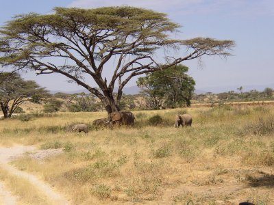 GRAZIE ALLA CO2 SAVANE AFRICANE RICOPERTE DI ALBERI - MiglioVerde